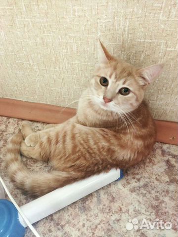 Кот Фима