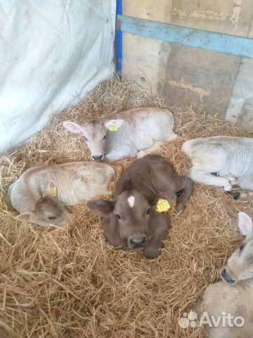 Телята из домашнего подворья порода мясная