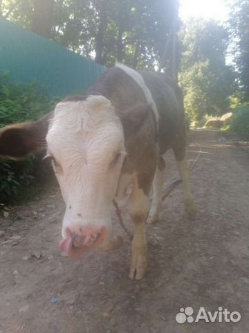 Тёлочка на племя