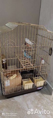 Попугаи с клеткой