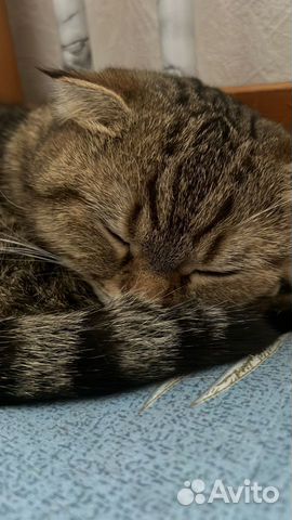 Кошка в дар бесплатно, шатландская вислоухая