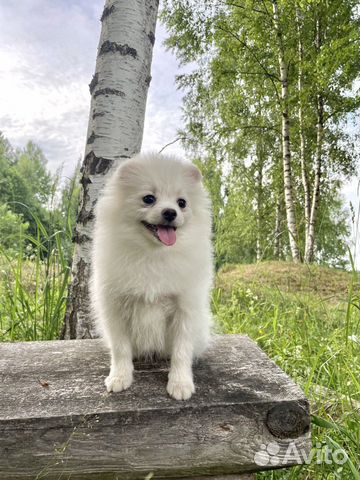 Шпиц девочки разного возраста