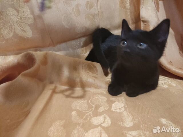 Черный одинокий котенок в добрые руки бесплатно