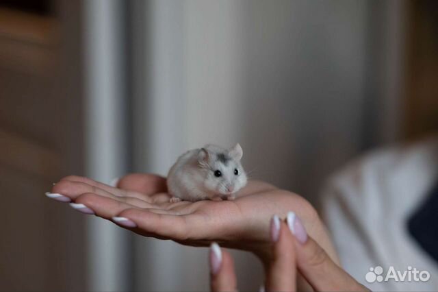 Джунгарский хомяк