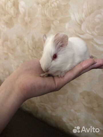Морская свинка