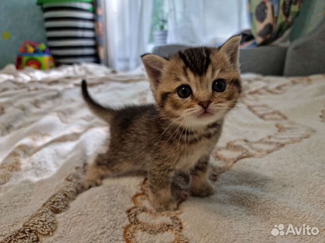 Шотландский котенок