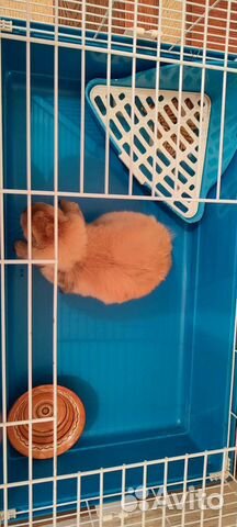 Декоративный карликовый кролик