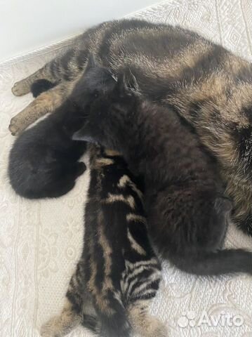 Котята британские
