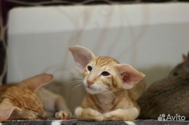 Ориентальные котята