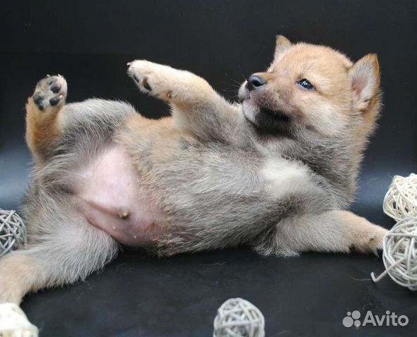 Мальчик сиба-ину. Полтора месяца