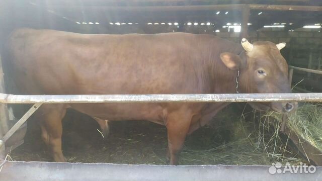 Быки на племя