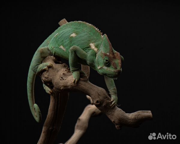 Йеменский хамелеон