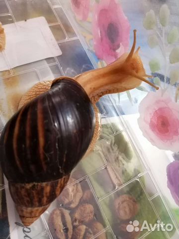 Улитки ахатины