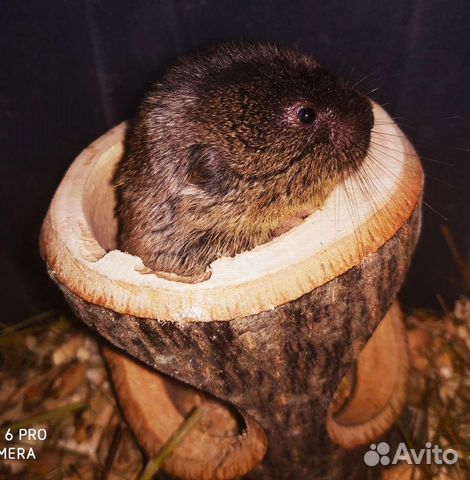 Слепушонка восточная