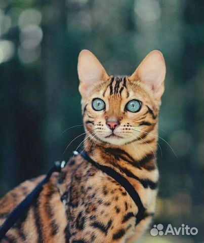 Бенгальские котята шоу класса