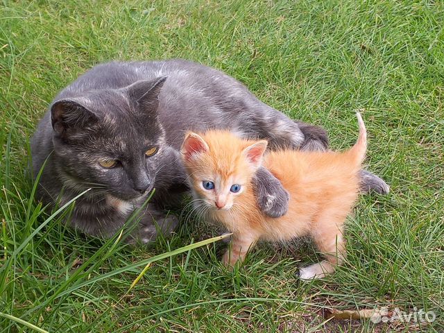 Отдадим в добрые руки котят