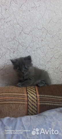 Кошка нибелунг