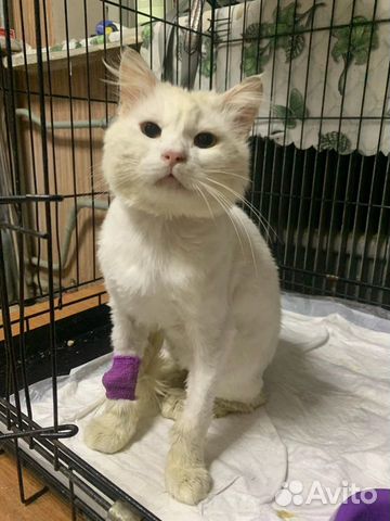 Глухой котик,некуда идти после лечения