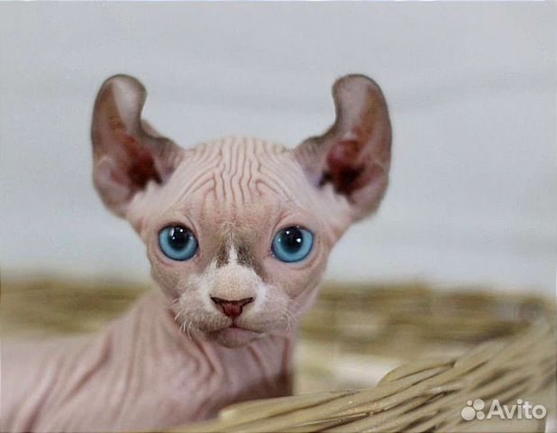 Канадский сфинкс, эльф