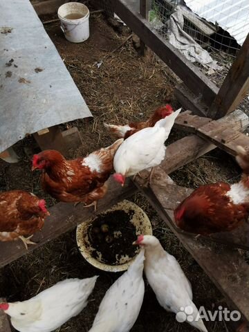 Продаю кур несушек, 8-9 мес