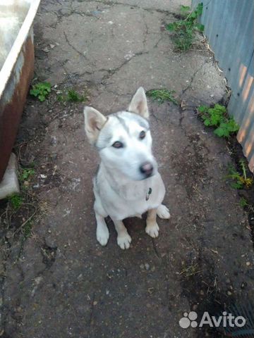 Хаски, 9 месяцев, девочка