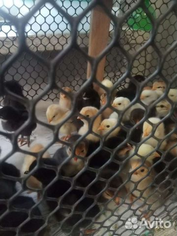 Куры цыплята