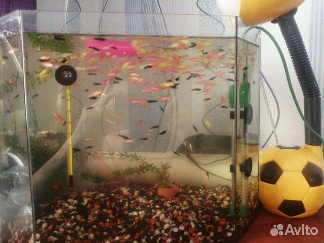 Аквариумные рыбки данио