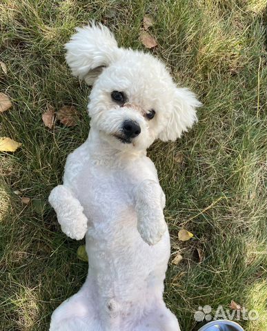 Кабель Бишон фризе вязка