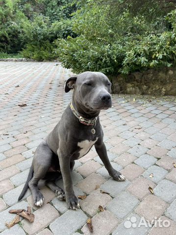 Потерялась собака