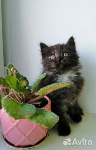 Котенок мальчик