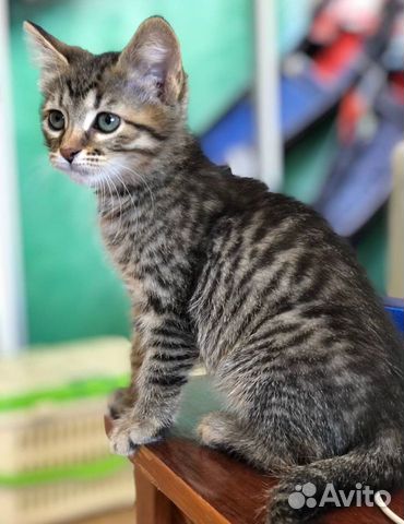 Кото-Обезьянки в дар