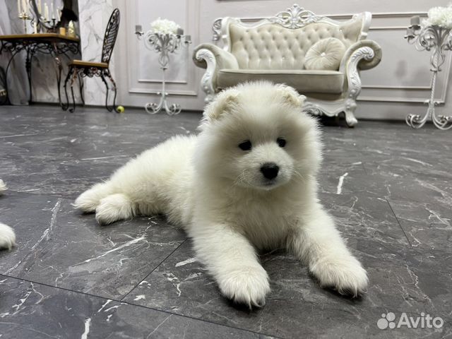 Щенки самоеда