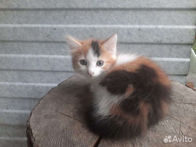 Котёнок,девчуля- в добрые руки