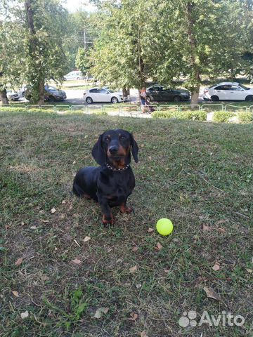 Собака для вязки