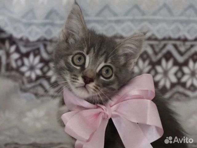 Нора ищет дом