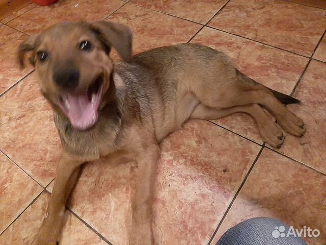 Щенок девочка в добрые руки бесплатно