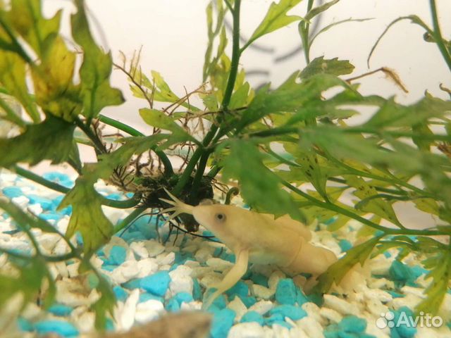 Шпорцевая лягушка