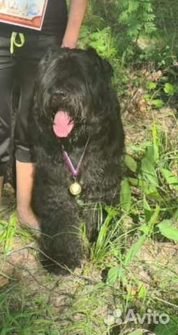 Русский черный терьер ишем мальчика для вязки