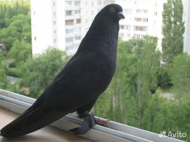 Голуби