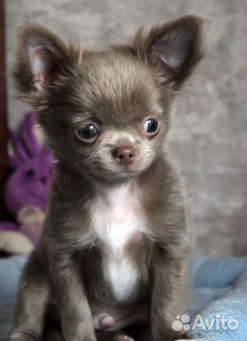 Лиловый мальчик