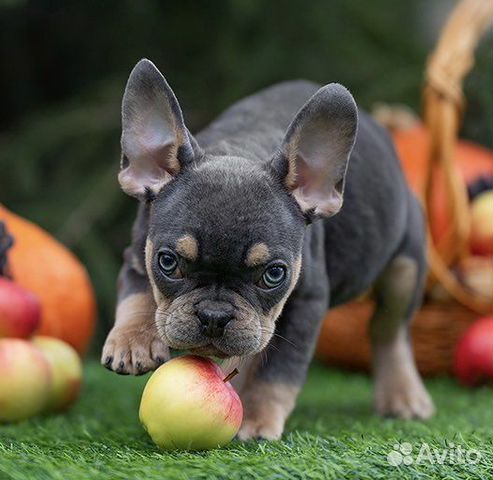 Французский бульдог, мальчик