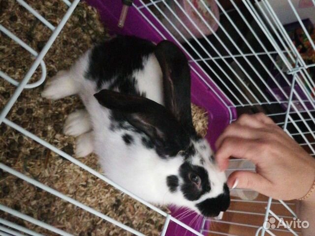 Кролики великаны