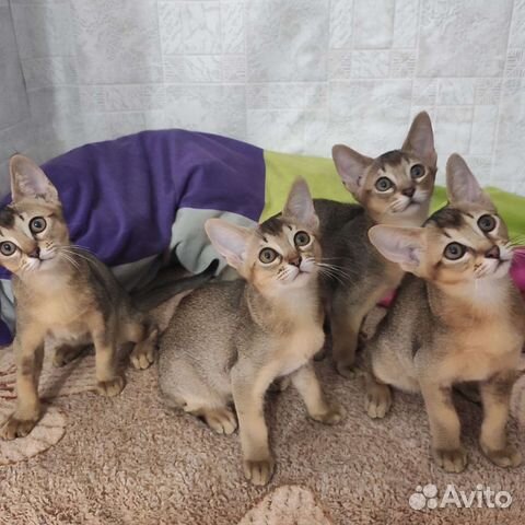 Абиссинская