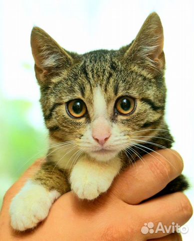 Котенок - нежное, ласковое создание, девочка