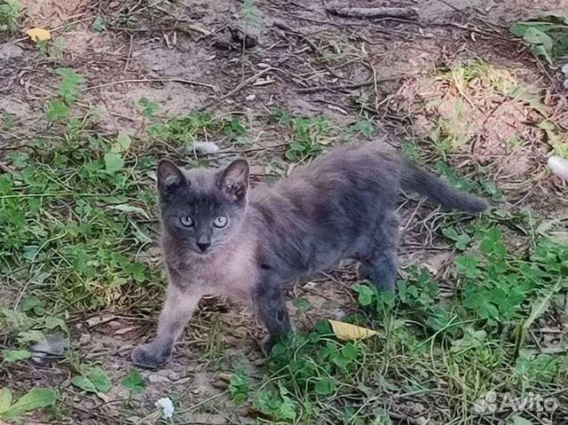 Русский голубой котенок 2мес нибелунг метис Русик