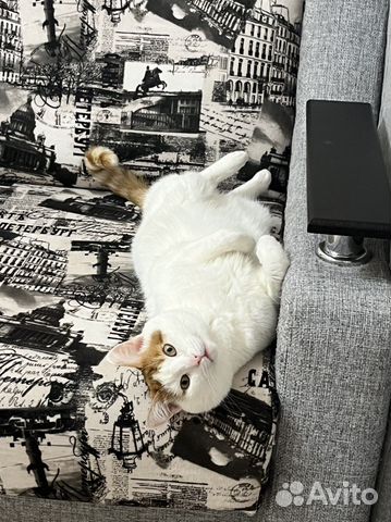 Кот забавный в добрые руки