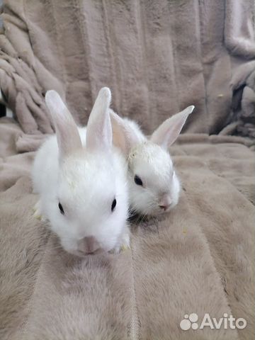 Продам кроликов