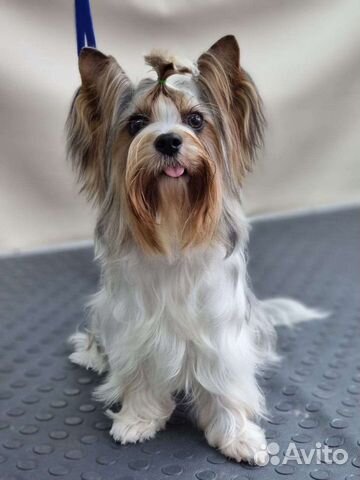 Бивер вязка