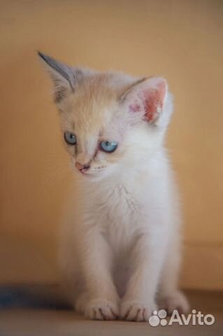 Голубоглазный котенок ищет дом