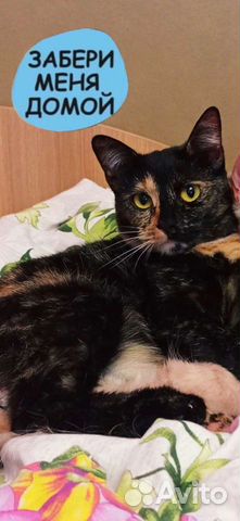 Котёнок с улицы ищет дом